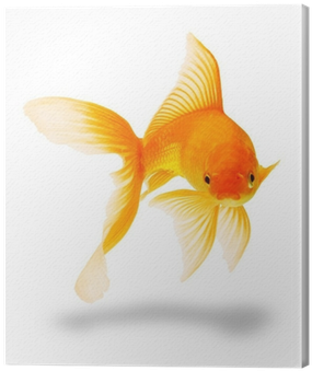 Fish (400x400), Png Download