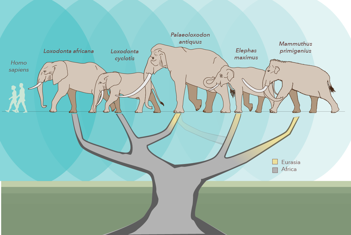 African Elephant Family Tree (1208x808), Png Download