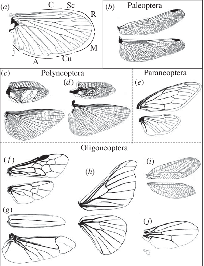 Download Venation Patterns Of Winged Insects - Wing Modifications In ...