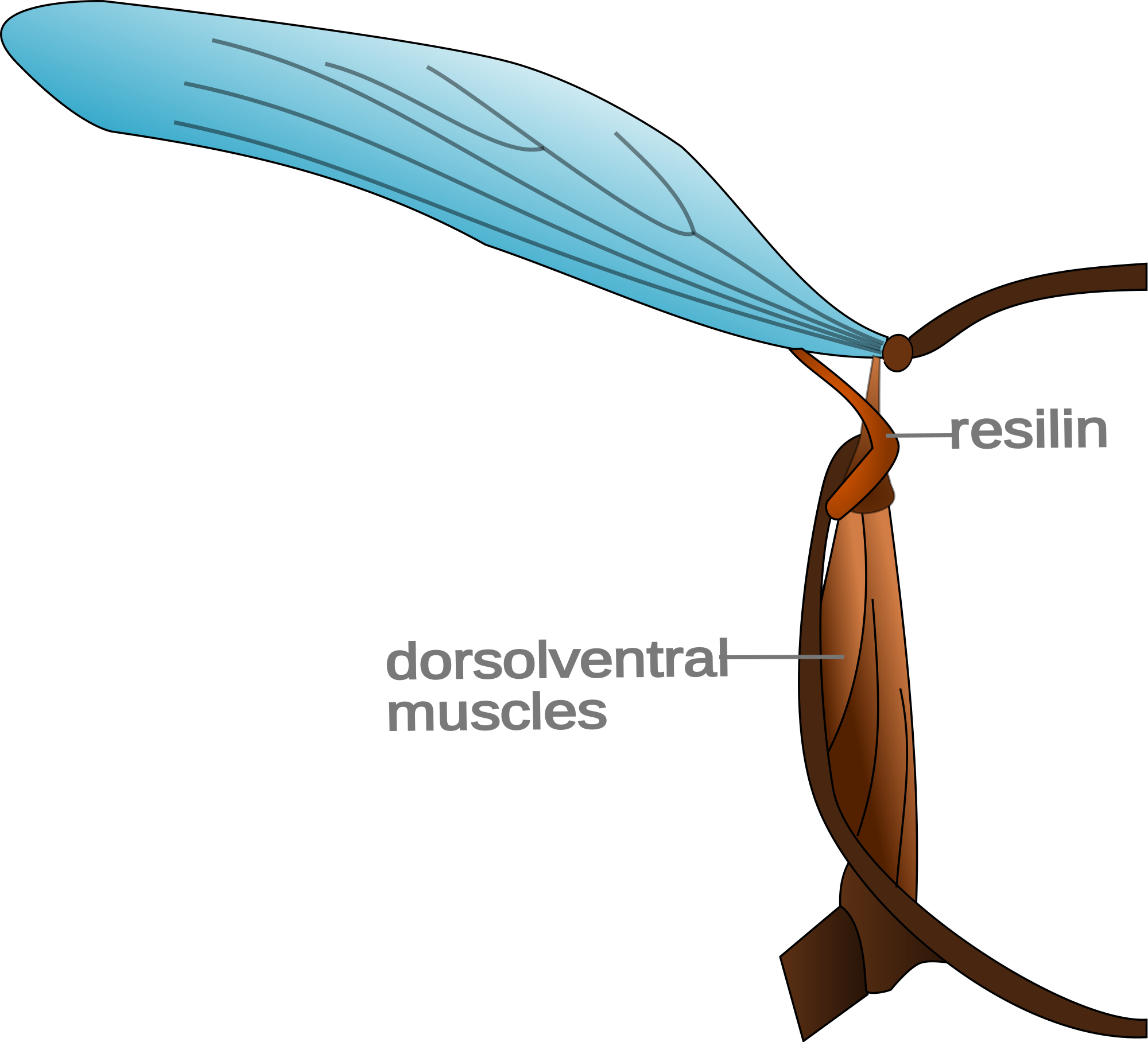 Open - Insects Have Specialized Flight Muscles (2000x1816), Png Download