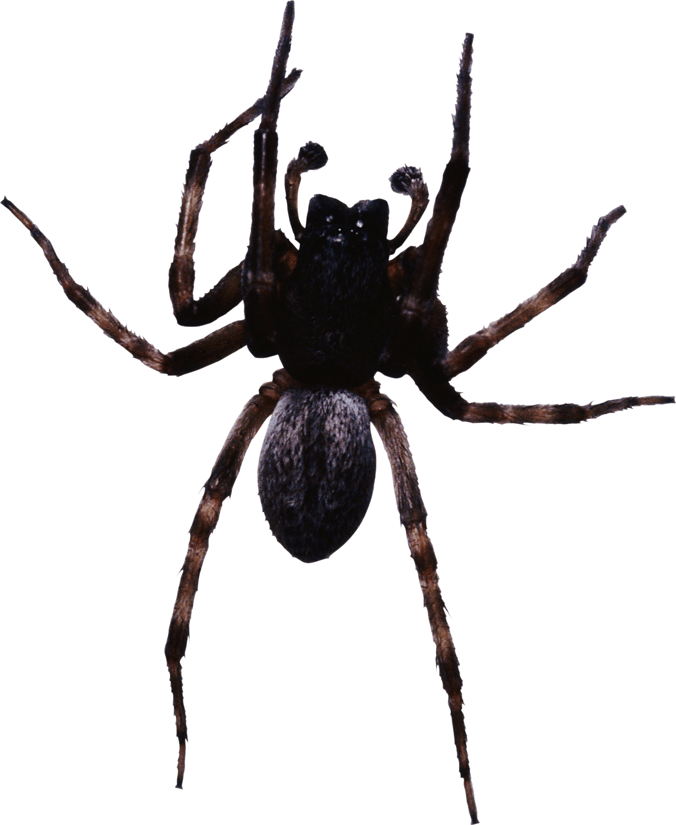 Transparent Spider Png Image Library - Spiders Png (2295x2800), Png ...