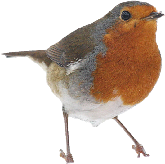Download Robin Transparent Bird - Robin Bird Png | Transparent PNG ...