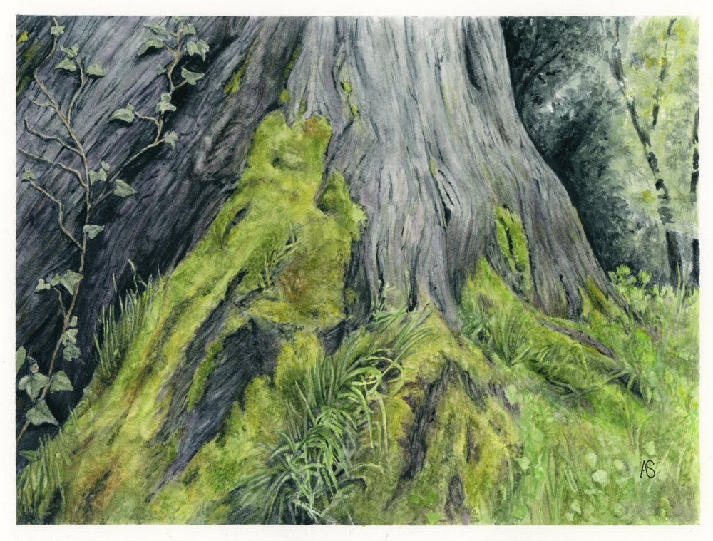 Mossy Tree - Watercolor Painting (1000x759), Png Download