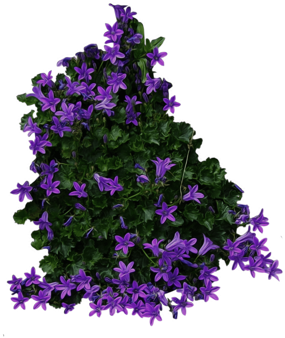 Download Bush Png Image - Bushes Flowers Top View Png | Transparent PNG ...