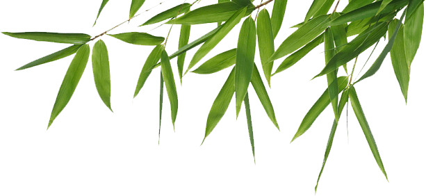 Bamboo Header - Bamboo Transparent (613x282), Png Download