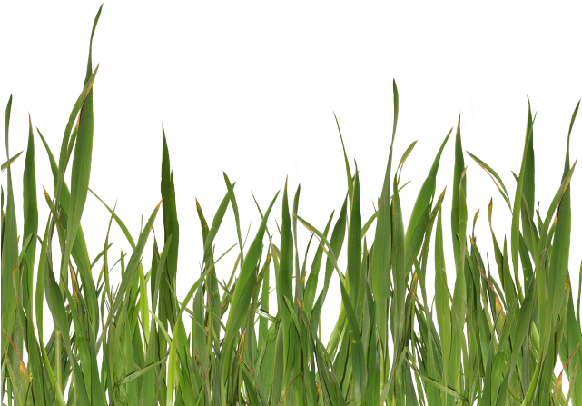 Grass Texture Alpha