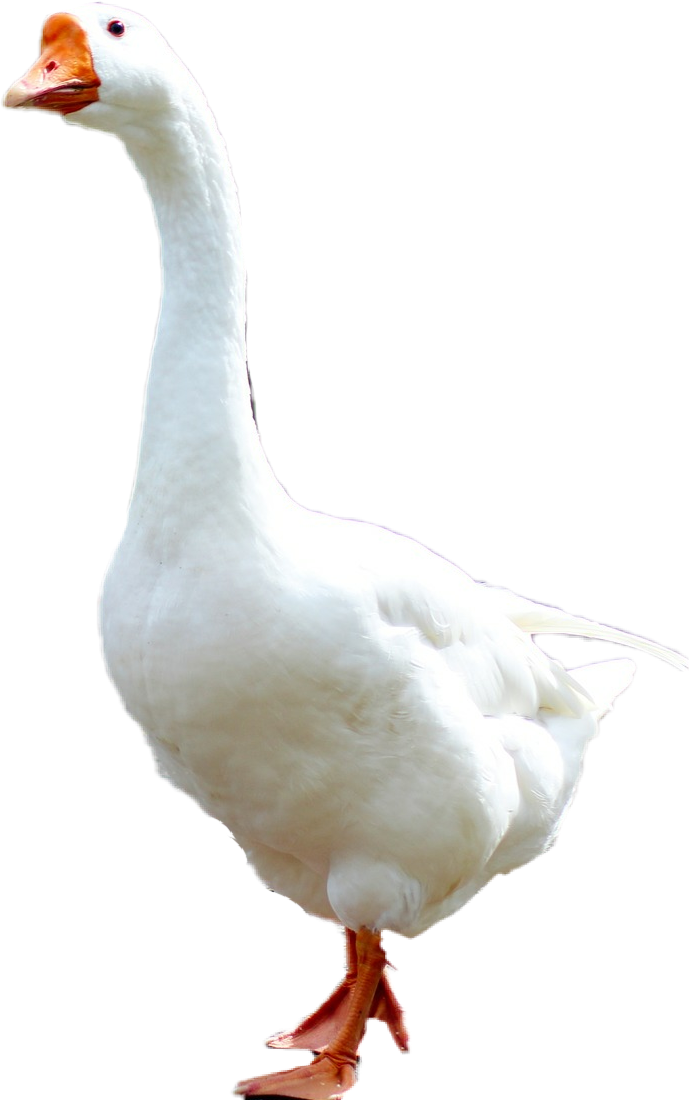 Goose Transparent Picsart Png Library Download - Picsart Photo Studio ...