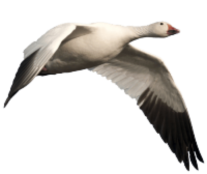 Download Free Png Goose Png Images Transparent - Snow Goose Png ...