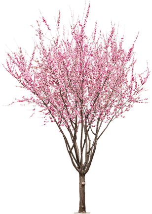 By Https - //www - Eaglecreeknursery - Com/wp Tree - Peach Tree Flower ...