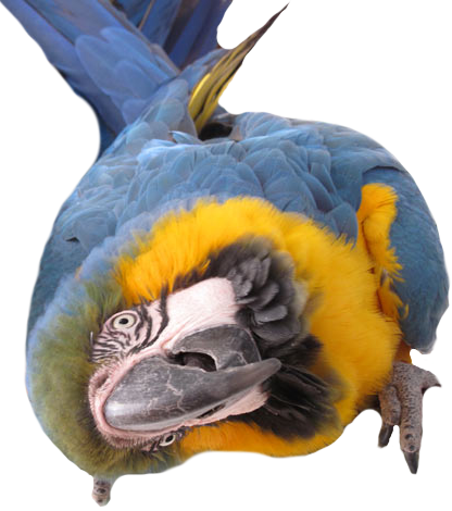 Macaw Body Language (416x470), Png Download