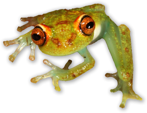 Rainforest Animals Png - Amazon Rainforest Animals Transparent ...