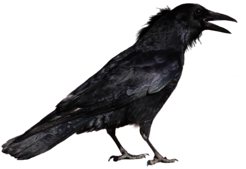 Raven - Crow Png (500x375), Png Download
