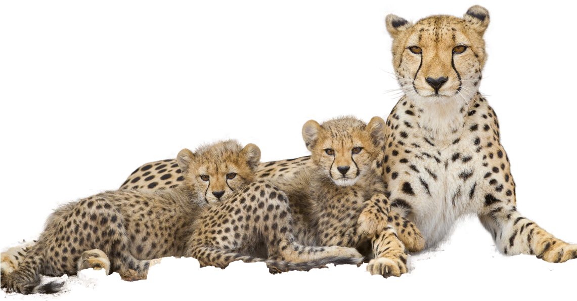 Download Cheetah - Baby Cheetahs Monarto | Transparent PNG Download ...