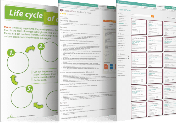 Stem Activities And Science Projects - 3rd Grade Life Cycle Of A Plant ...