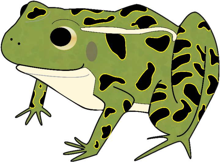 Clipart Free Download Bullfrog Drawing Kid - Leopard Frog Clipart ...