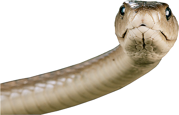 Download Snake Transparent | Transparent PNG Download | SeekPNG