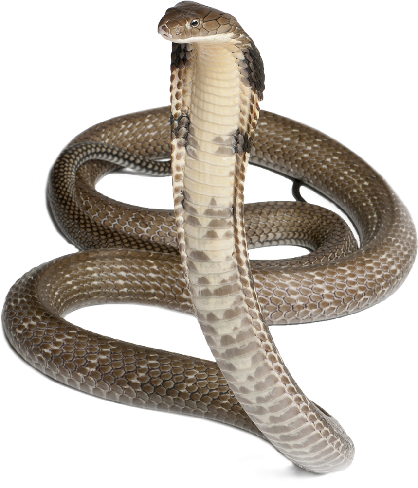Cobra Snake Png Pic - King Cobra Png (883x1024), Png Download