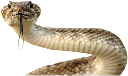 Snake Png Images - Snake Head Transparent Background (500x323), Png ...
