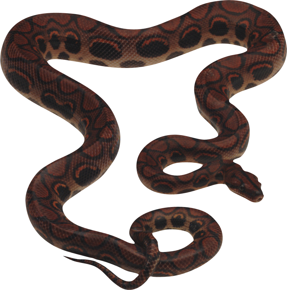 Download Snake Png Transparent Images Transparent Backgrounds - Snake ...