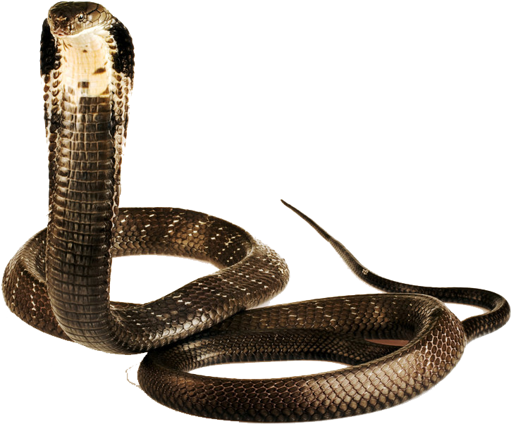 Cobra Snake Png Image - Png King Cobra (507x338), Png Download