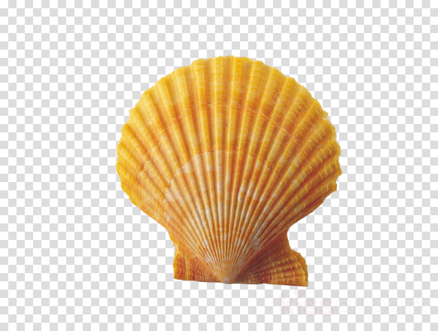 Shell Png Transparent Clipart Seashell Clip Art (900x680), Png Download