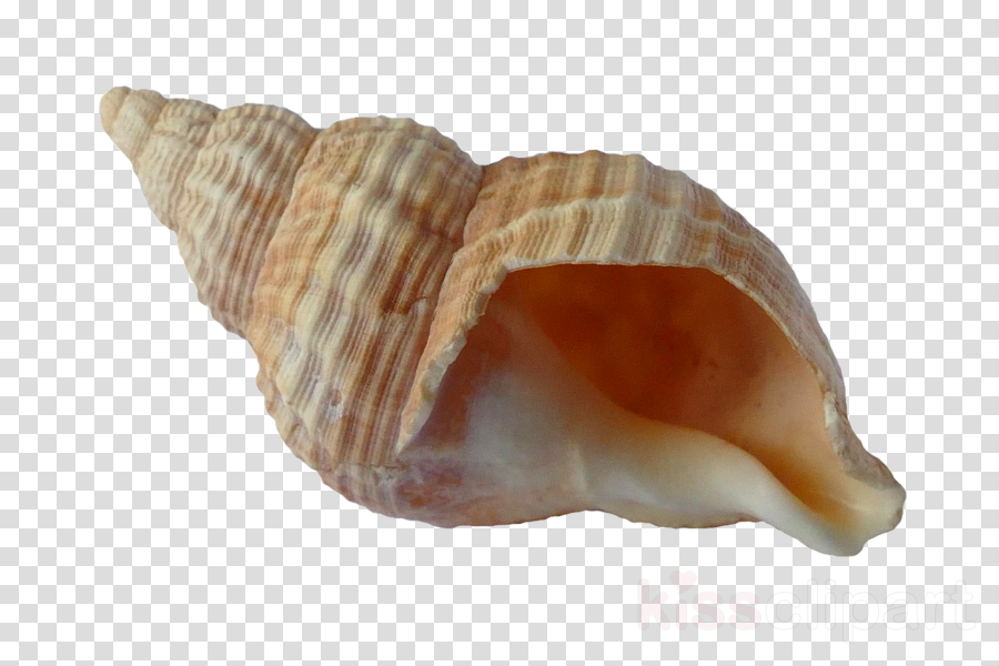 Shell Png Clipart Cockle Seashell (900x600), Png Download