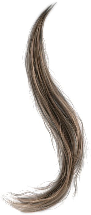 Download Hair Strand Png - Png Transparent Hair Png | Transparent PNG ...