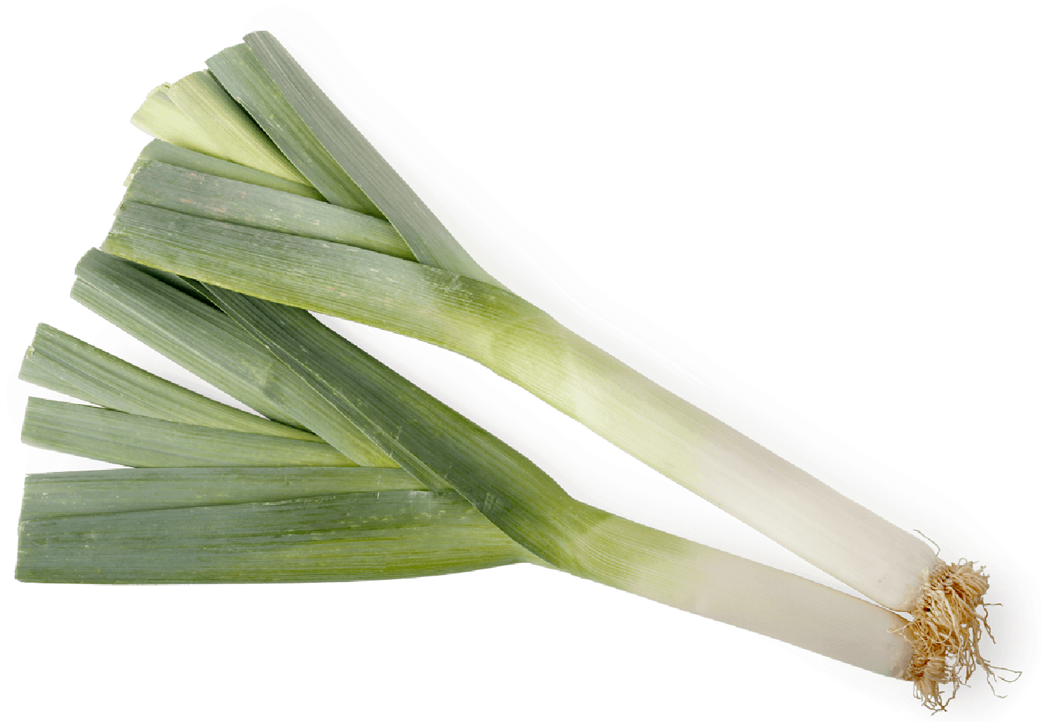 Download Porro Granel 1 | Transparent PNG Download | SeekPNG