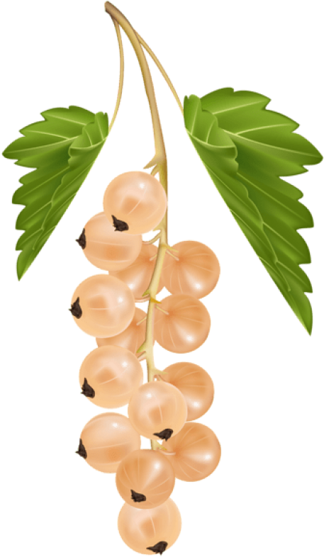 Download Free Png White Currant Png Vector Png Images Transparent ...