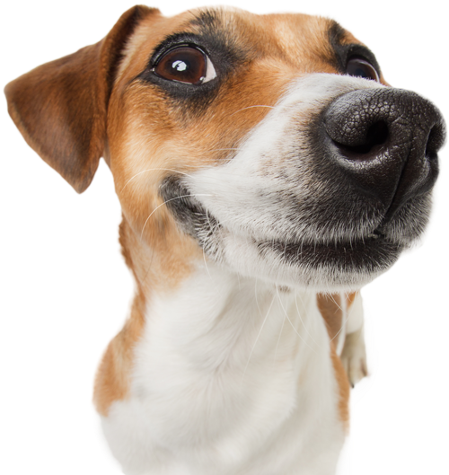 Download Green Card - Funny Dog Image In Png | Transparent PNG Download ...