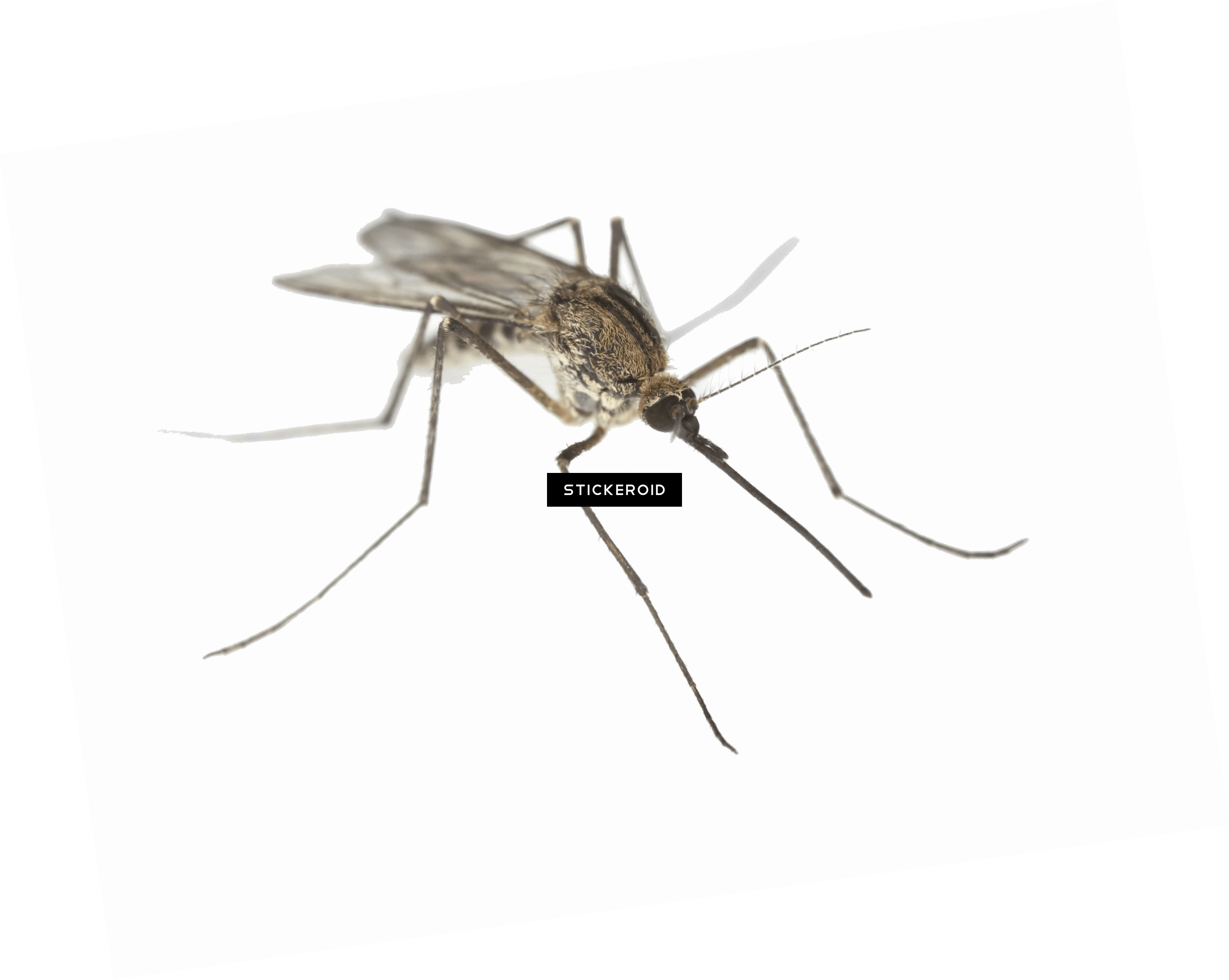 Mosquito Close Up (3278x2613), Png Download