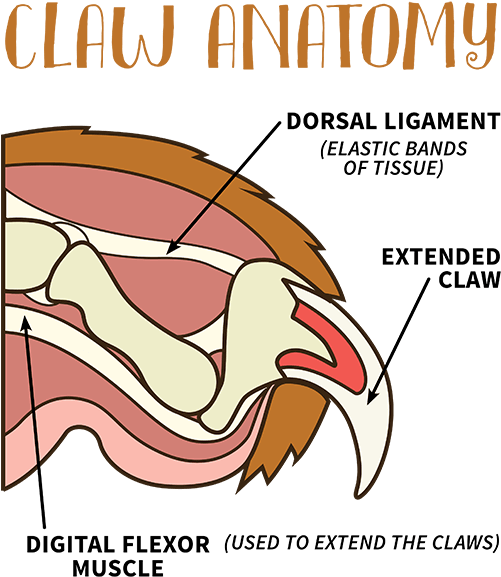 The Feline Claw Is An Epidermal Structure With A Quick (500x606), Png ...