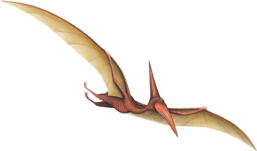 Pterodactyl Png (859x505), Png Download