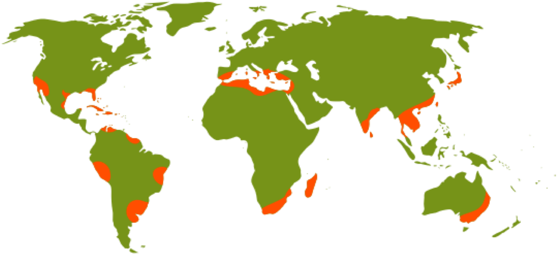 Download Major Citrus Growing Regions - Map Of Where Oranges Are Grown ...