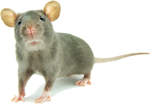 Mouse Animal Free Download Png - Animal Mouse Png (540x380), Png Download