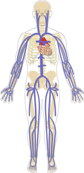 Download Vein | Transparent PNG Download | SeekPNG