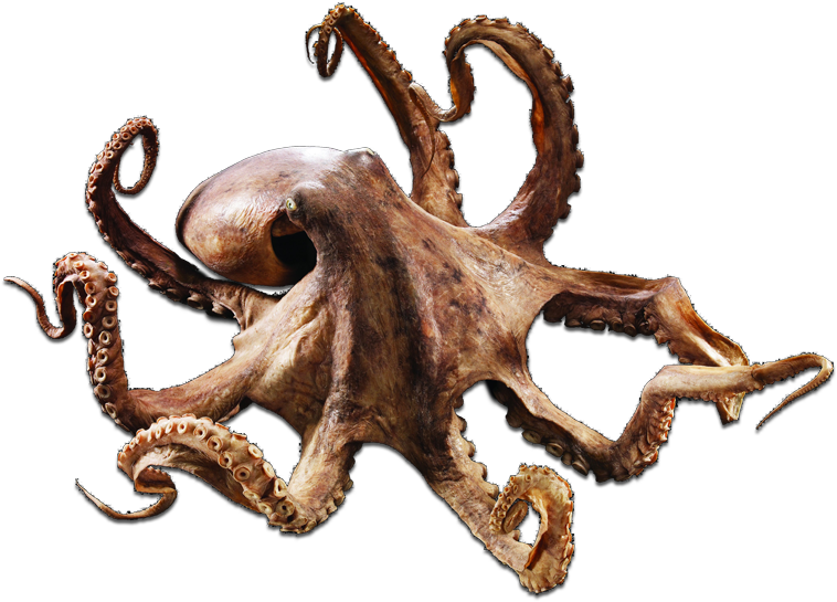Download Octopus Png No Background | Transparent PNG Download | SeekPNG