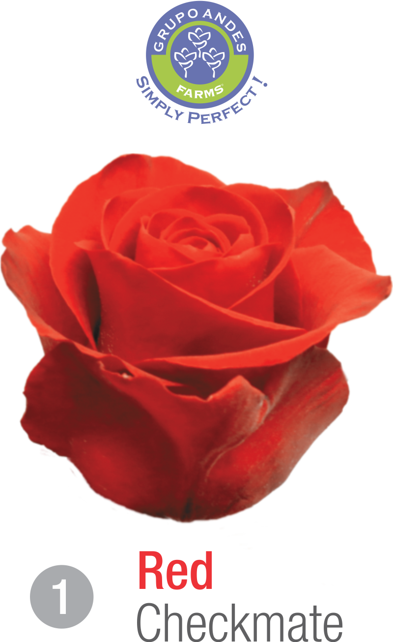 Rosa Variedad Checkmate (800x1306), Png Download