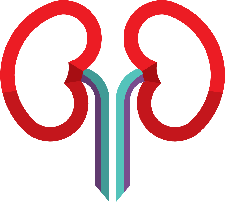 Download Kidney Icon | Transparent PNG Download | SeekPNG