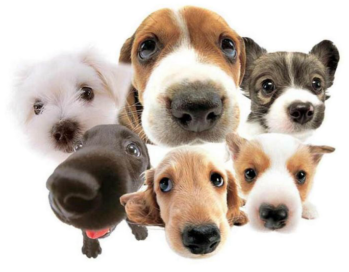 Perritos Png (760x581), Png Download