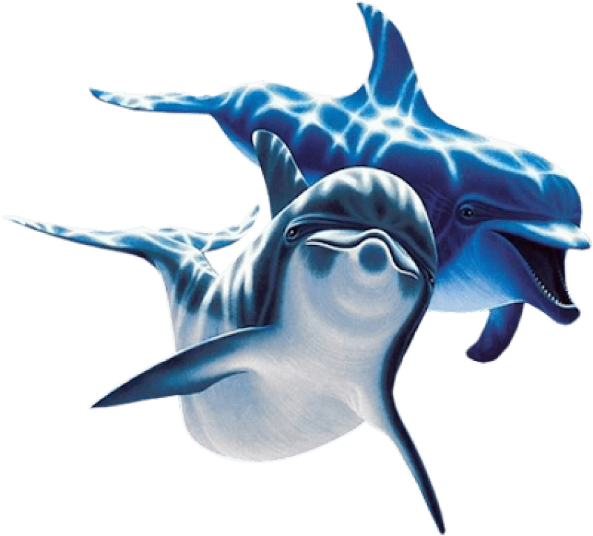 Download Dolphin Png Photos - Dolphin Png | Transparent PNG Download ...