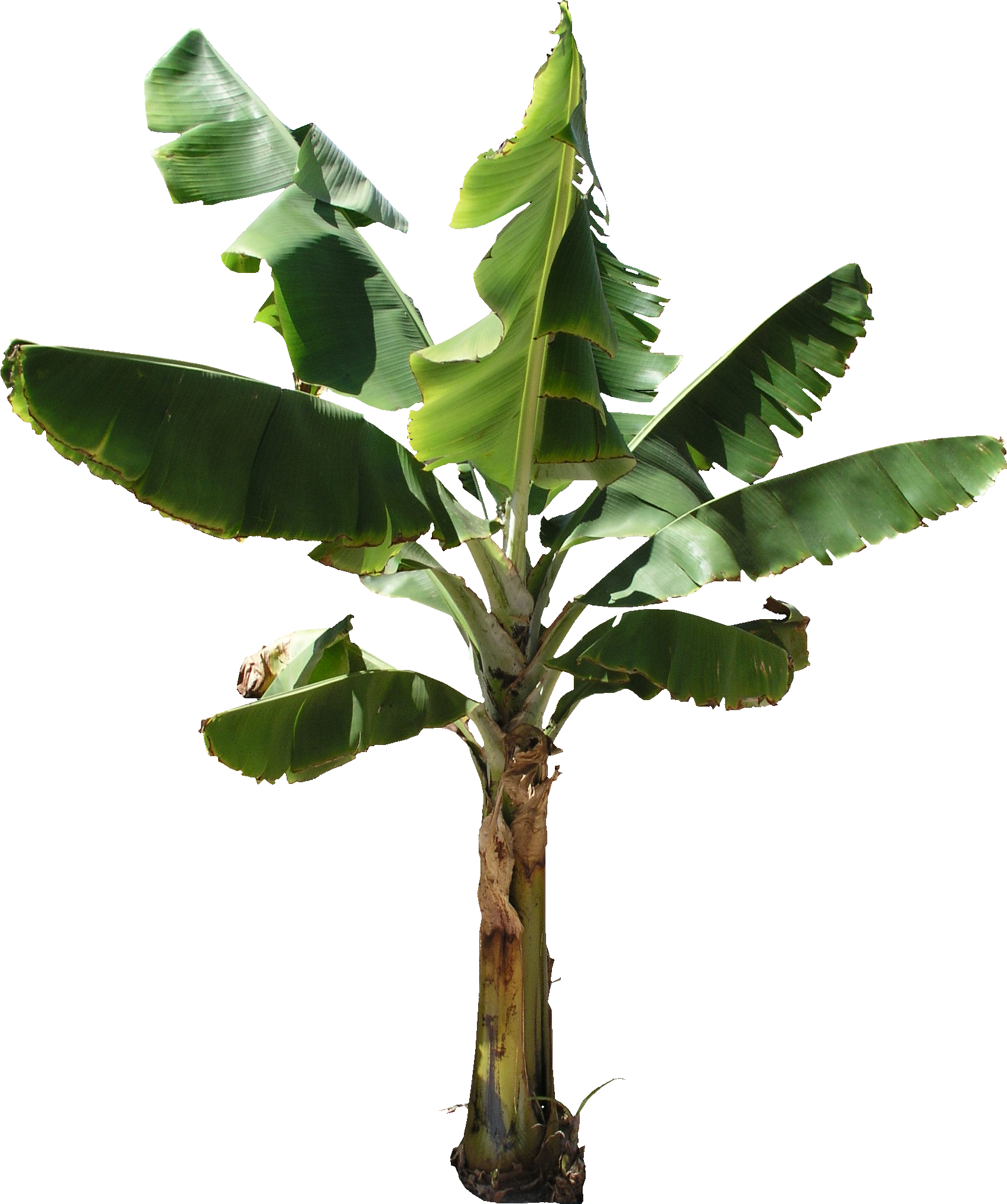 Banana Tree Png Texture - Banana Tree Plant Png (1704x2038), Png Download