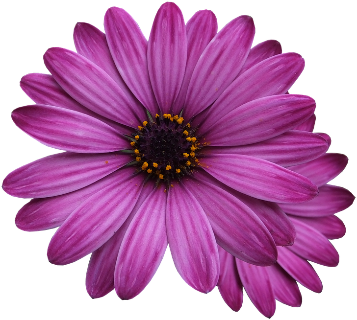 Download Flower Marigolds, Purple Flower, Flowers Png - Single Flower ...