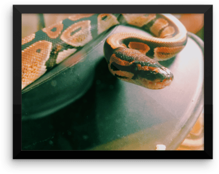 Ball Python Photograph Poster Print - Photograph Poster Print (600x600 ...