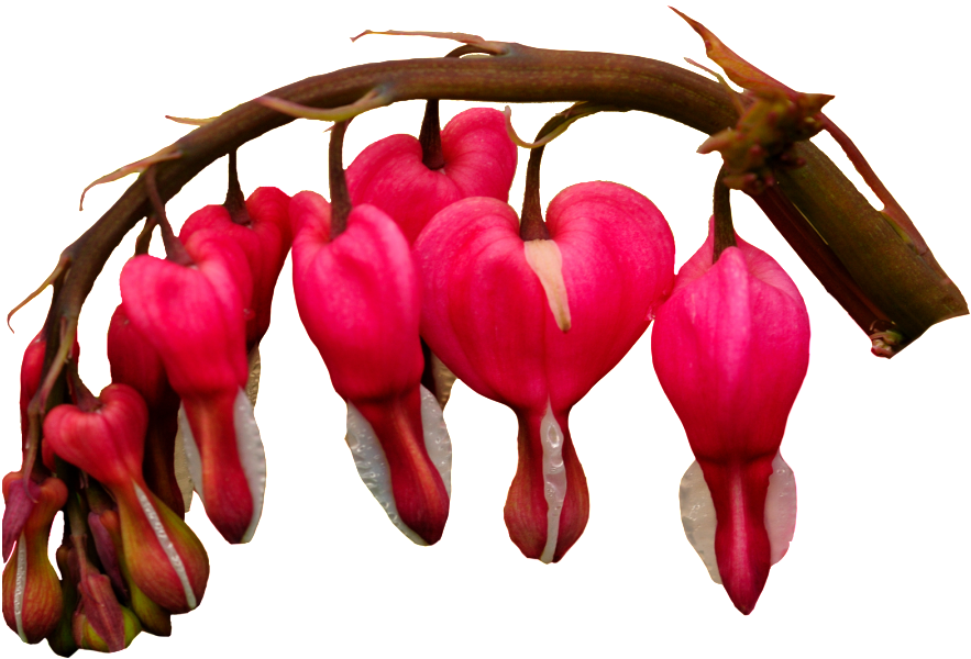 Photo Bleedingheart (1024x792), Png Download