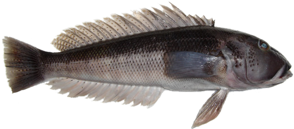 Blue Cod - Fish Nz Blue Cod (585x263), Png Download