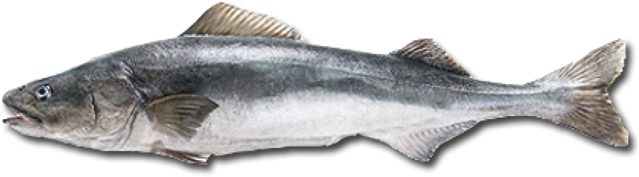 Download Fresh Cod Fish | Transparent PNG Download | SeekPNG