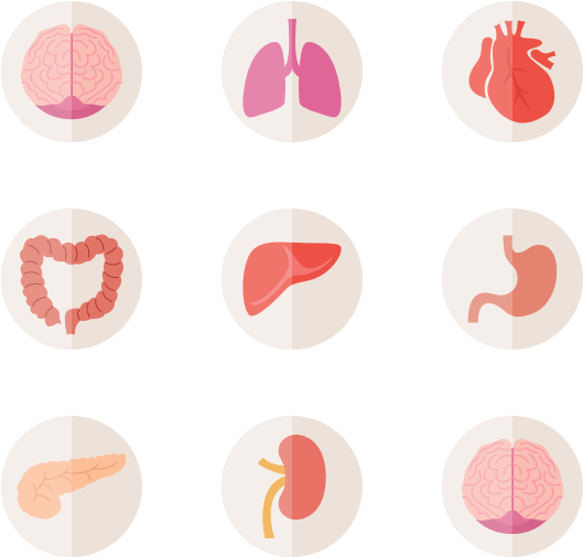 Human Body - Organs Icon Png (600x564), Png Download