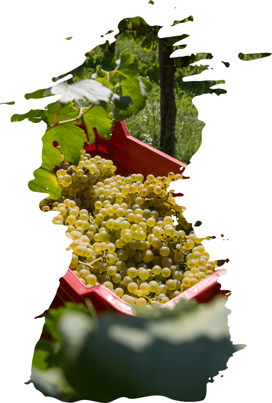 Journal - Vines - Slovenia (879x1302), Png Download