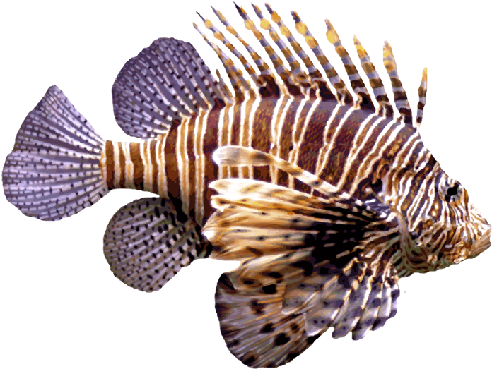 Lionfish Png (713x555), Png Download